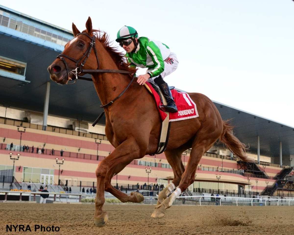 Reigning New York-Bred Champion Mr. Buff Retired With 17 Wins - Paulick ...
