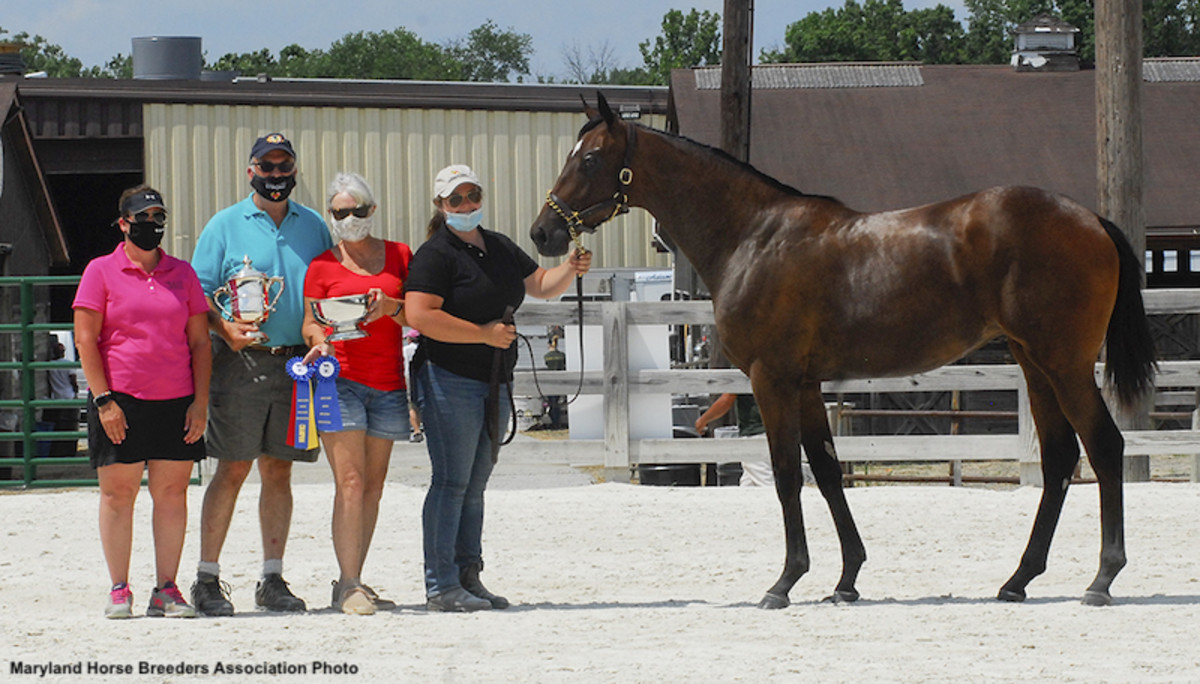 GreenMount Farm’s Bernardini Filly Named 2020 Champion At Maryland ...