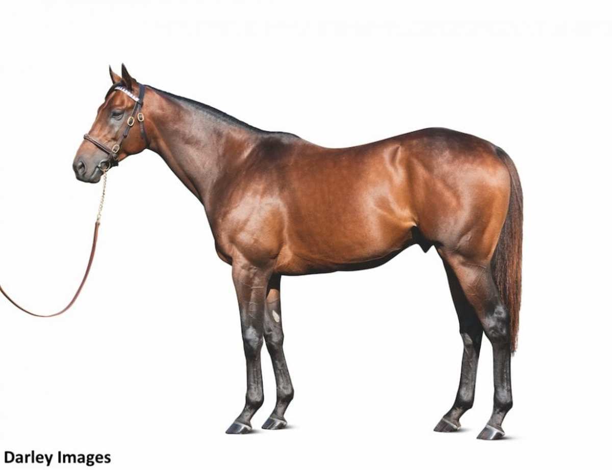 The 2024 Juvenile Sale Power Rankings Presented By Pedigrees 360 ...