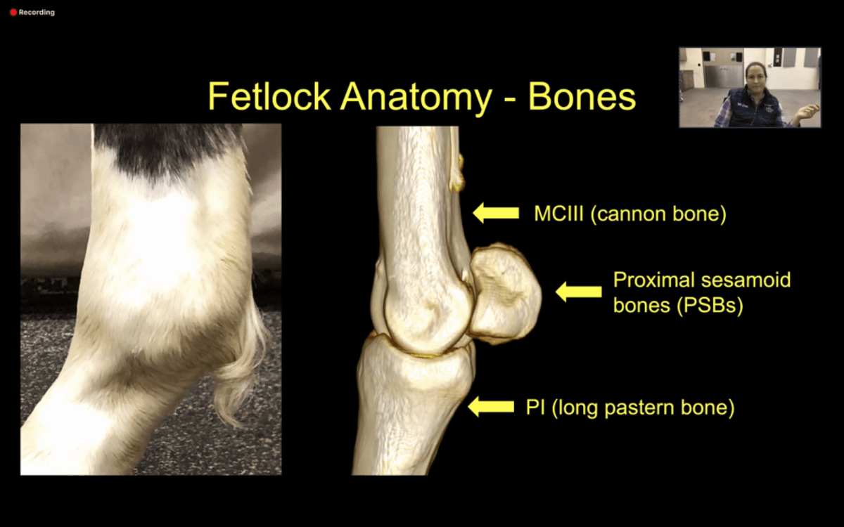 Welfare And Safety Summit: Using Imaging To Prevent And Diagnose Injury ...