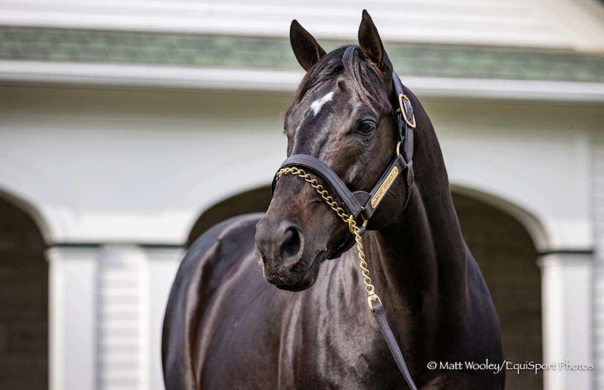 Mor Spirit Moves To Swifty Farms In Indiana For 2024 - Paulick Report ...