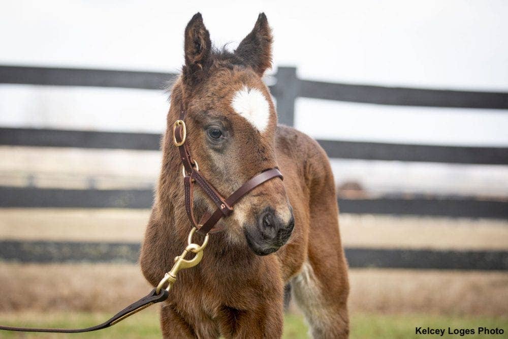 It's A Boy! Sippican Harbor's First Foal Is A Colt - Paulick Report ...