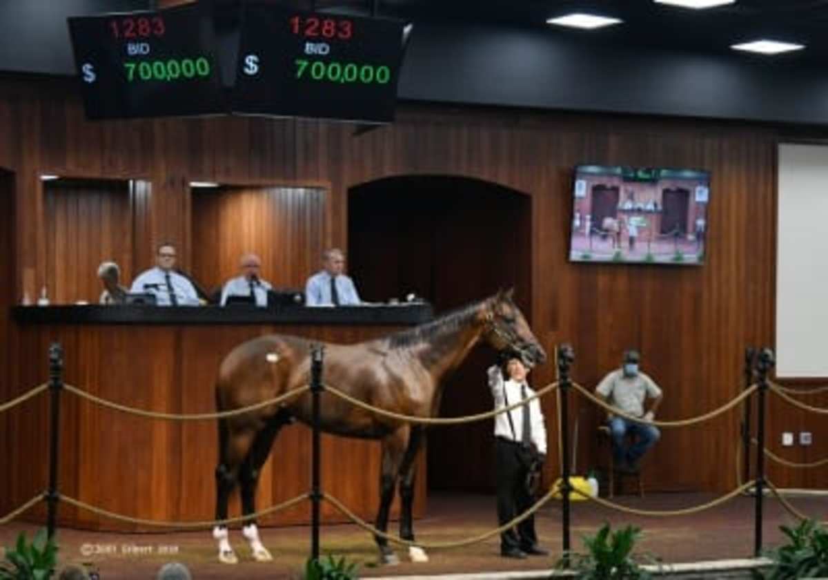 $700,000 Colt By Not This Time Tops Third OBS Spring Sale Session ...