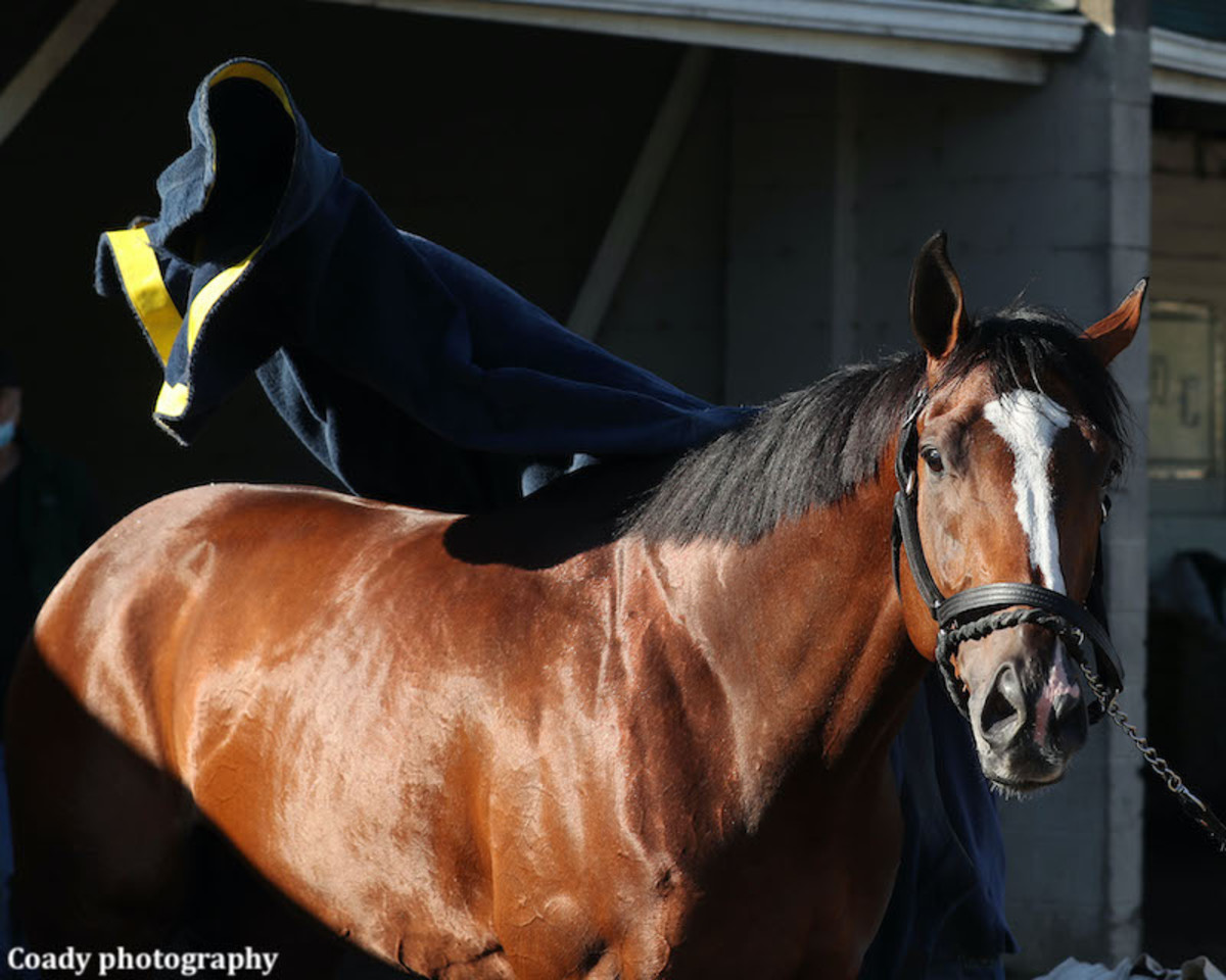 Authentic Arrives At Pimlico On His Toes, To Head To Track Wednesday ...