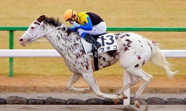Undefeated White Filly Sodashi Makes Japanese Racing History - Paulick ...