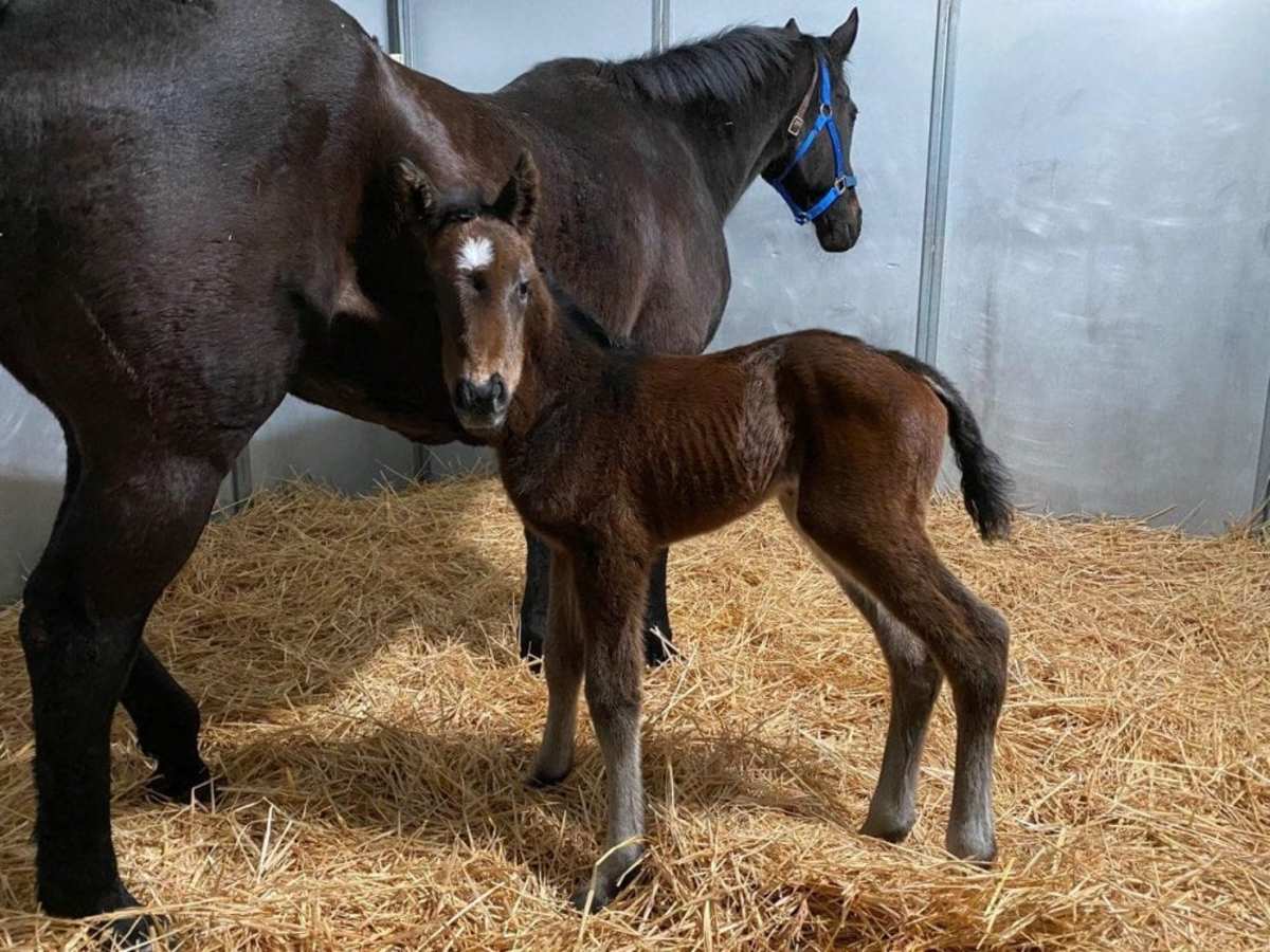 Champion I'll Have Another's First U.S.-Sired Foals Born In California ...