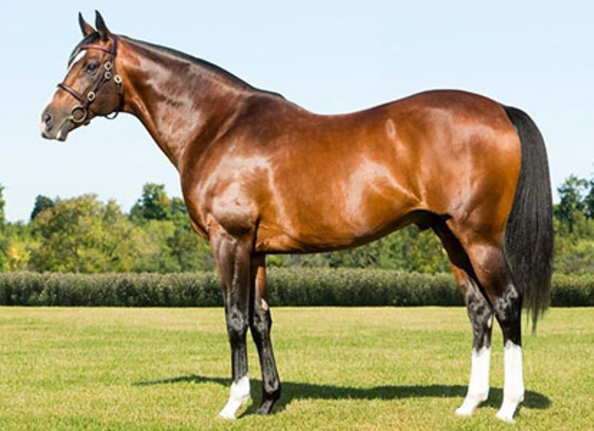 Singing Saint, City Wolf To Stand At Stoltz Thoroughbreds In Alberta ...