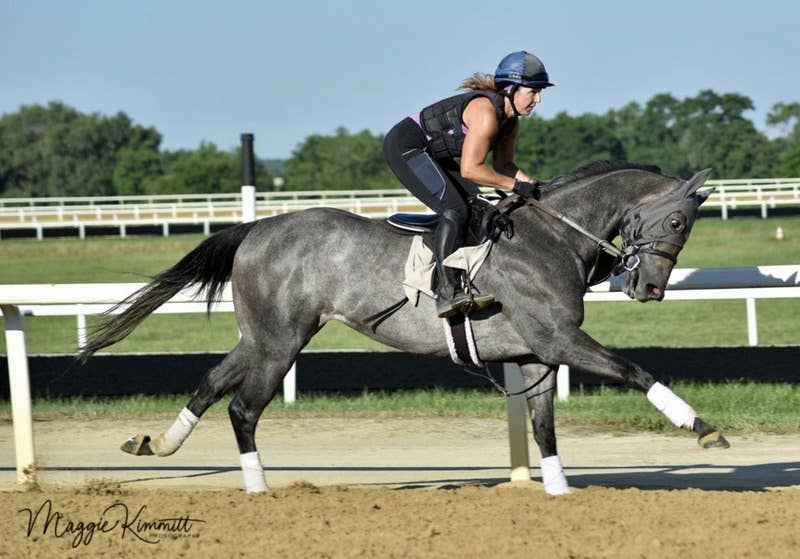 Caravel Named Pennsylvania's 2020 Horse Of The Year - Paulick Report ...