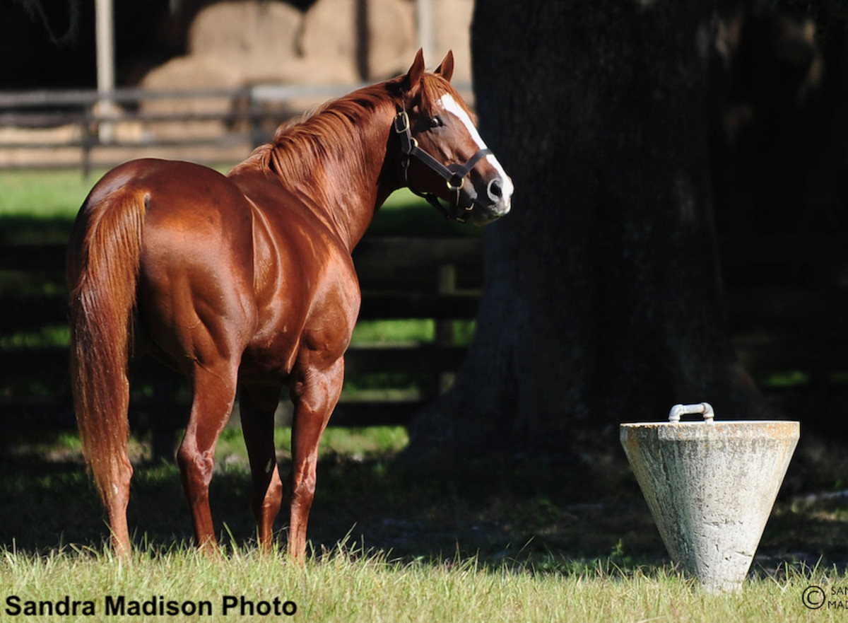Canadian Champion Field Commission Dies At Age 15 - Paulick Report ...