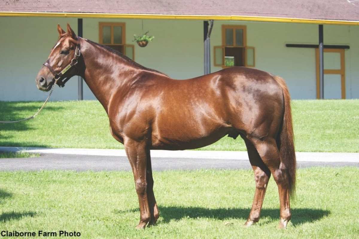 Stallion Spotlight: Claiborne Farm's Walker Hancock And Bernie Sams On ...