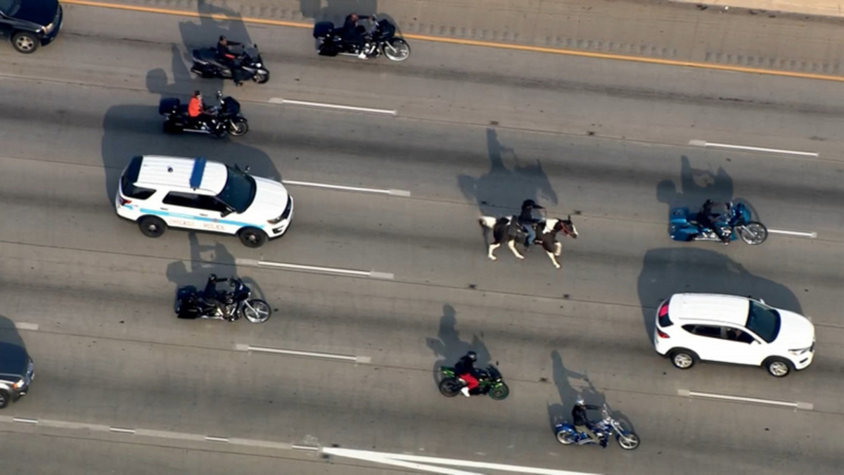 Dreadhead Cowboy Facing Animal Cruelty Charges After Protest Ride On ...