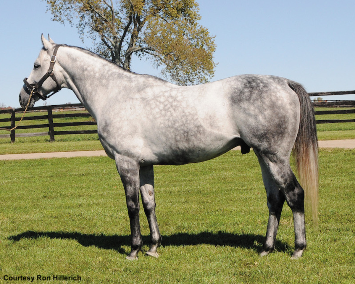 Unbridled Express Leads Indiana Stallions In 2019 - Paulick Report ...