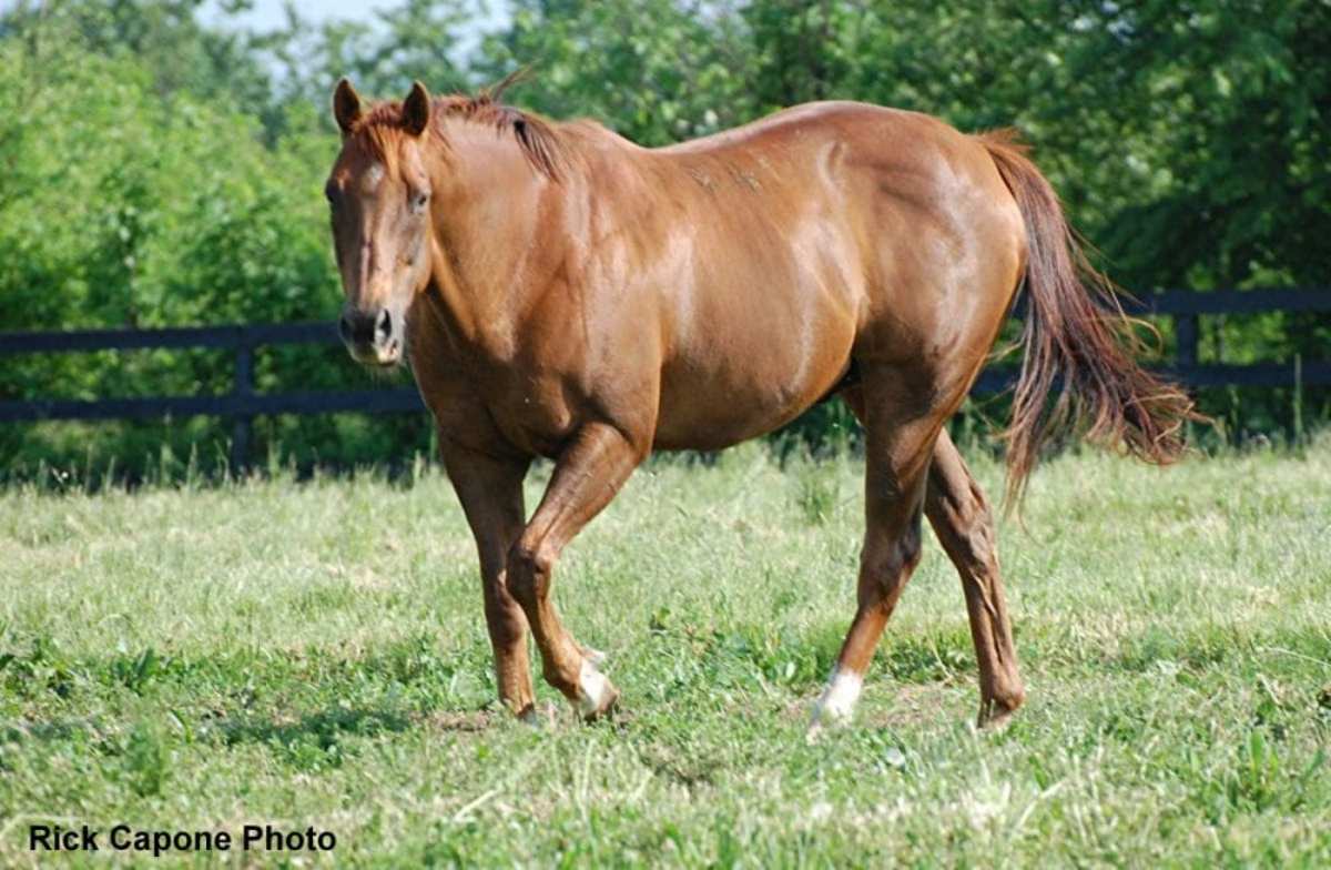 Old Friends Celebrates Two-Time Whitney Winner Commentator Ahead Of ...