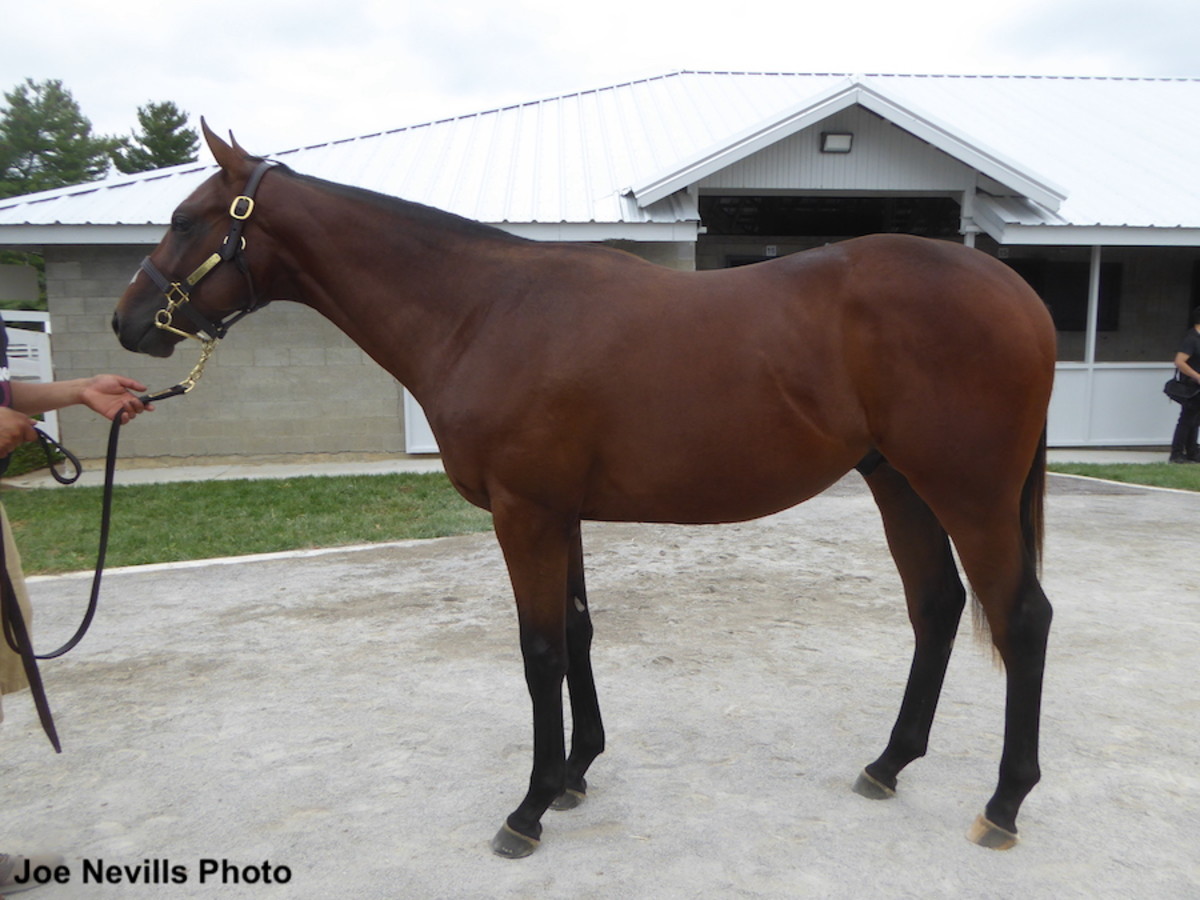 Stage Raider, Half-Brother To Justify, Set To Debut Saturday At ...
