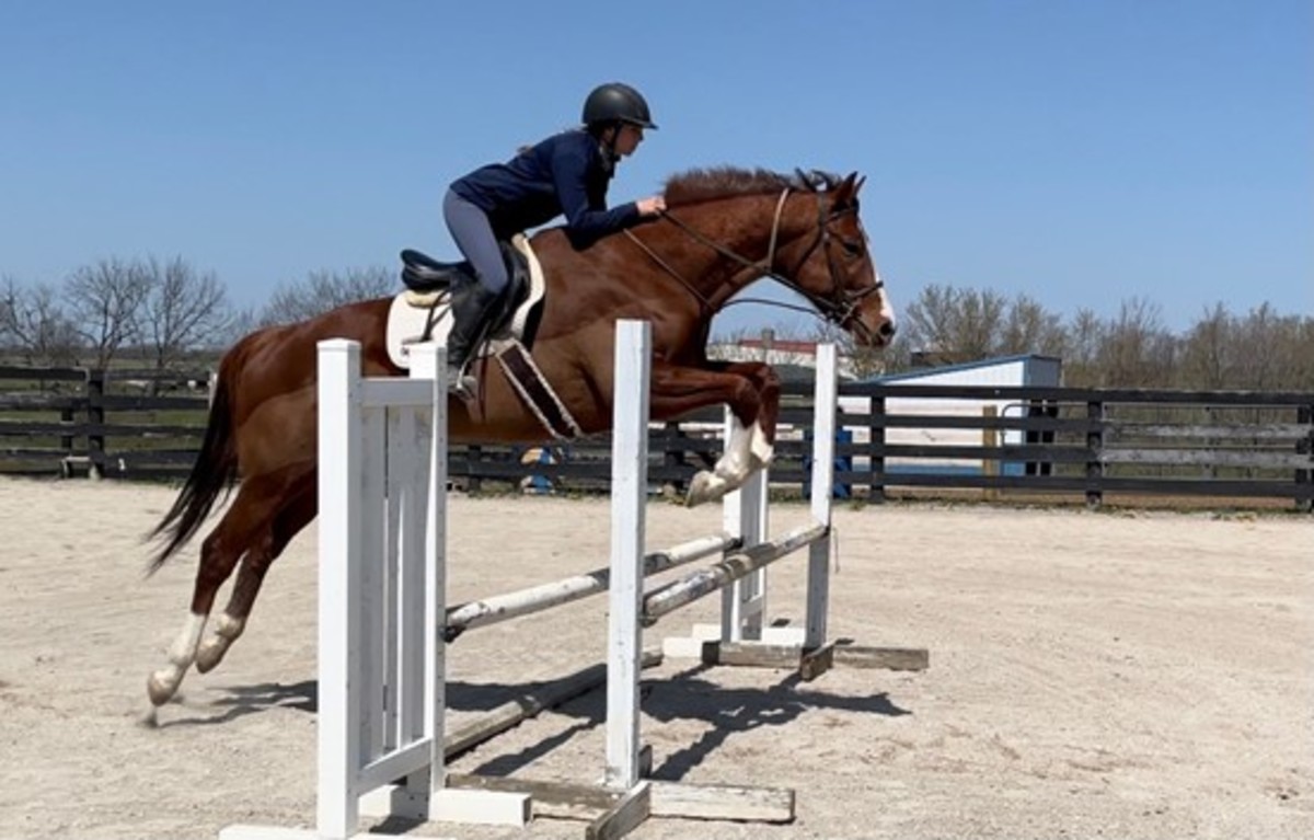 American Wood Fibers Partners With Secretariat Center - Paulick Report ...