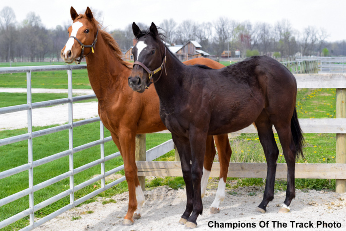 'Treasure Of The Midwest': New Media Project Highlights Indiana Thoroughbred Industry - Paulick ...