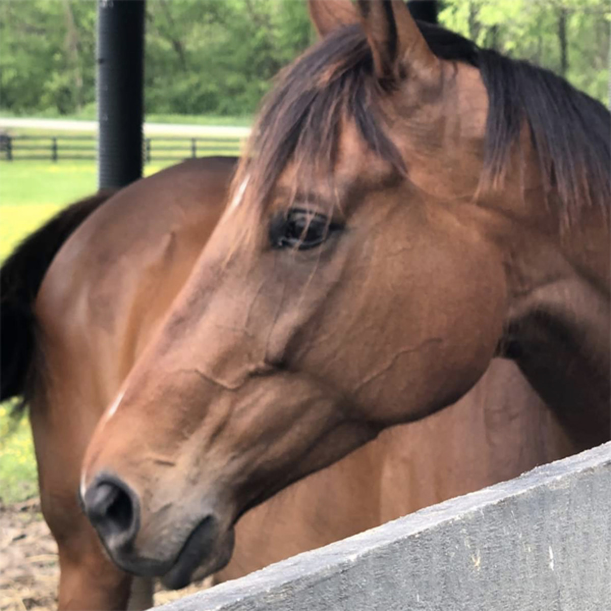 'Cake' Proves Too Tempting To Resist For After The Races Volunteer ...