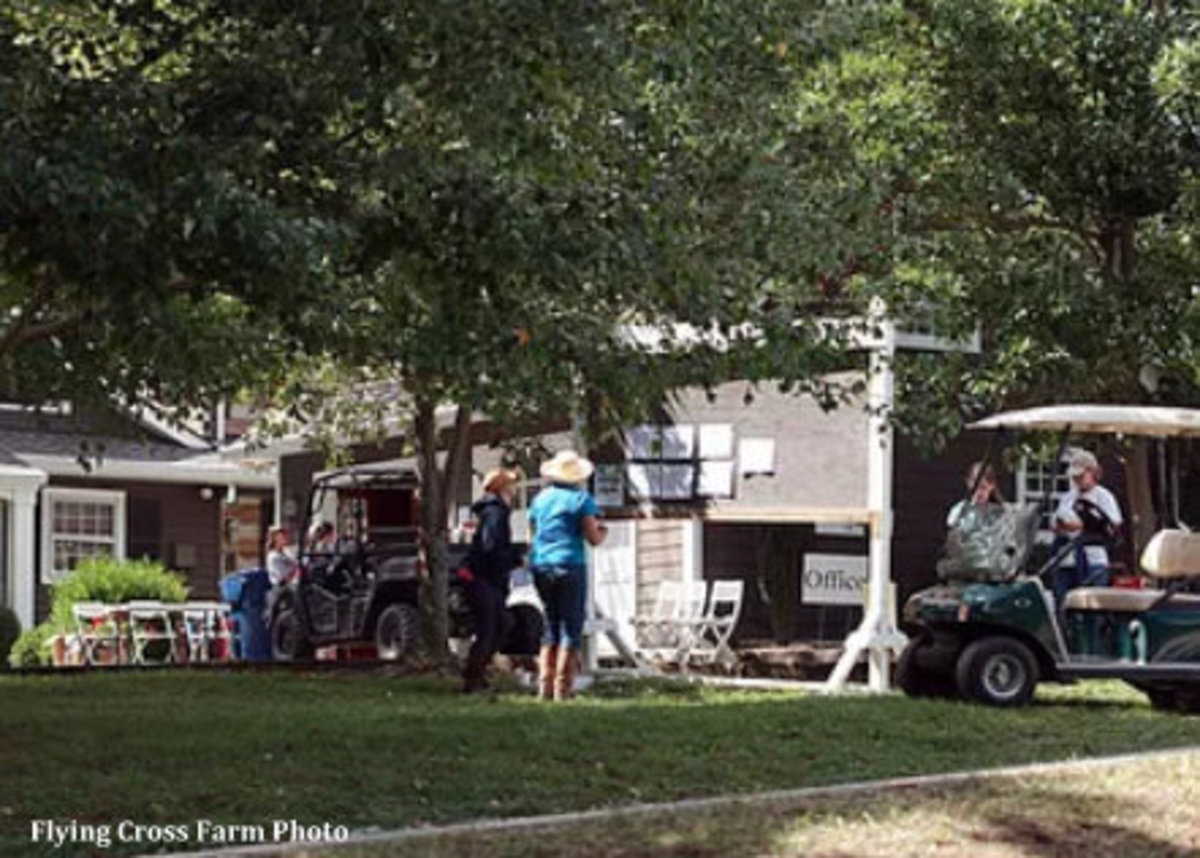 Flying Cross Farm Announces 'Developing Thoroughbred' Competition For 3 ...