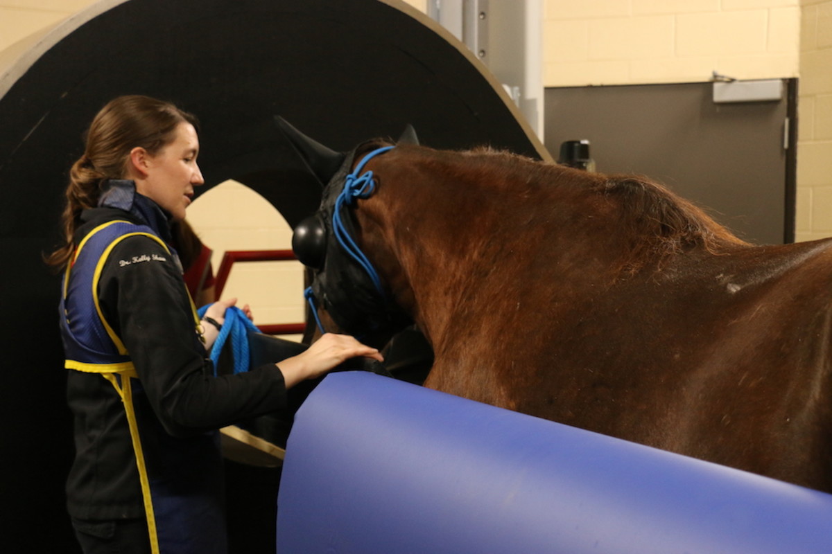 Please Remain Standing: New CT Scanner Changing The Landscape Of Equine ...