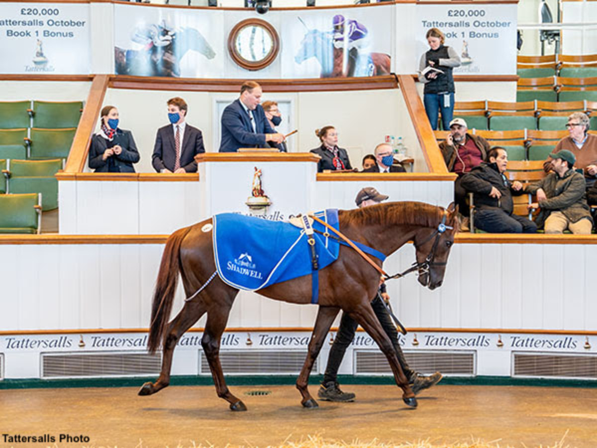 Shadwell Draft Heads Final Session Of Record-Breaking Tattersalls ...