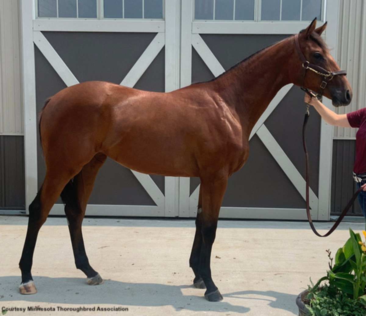 Run Away And Hide Filly Leads Minnesota Yearling Sale - Paulick Report ...