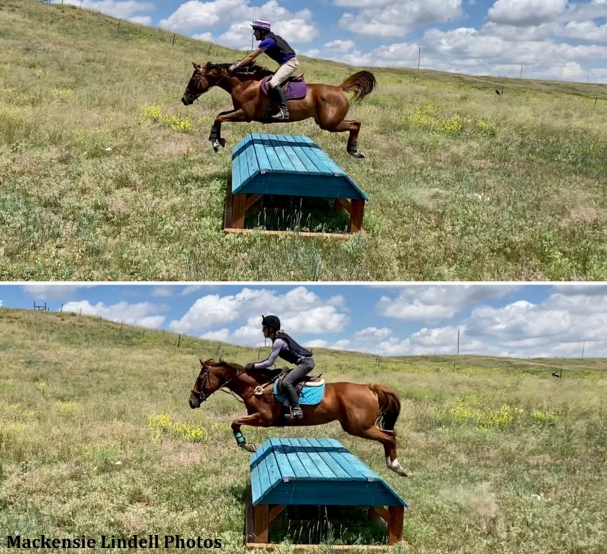 Horowitz On OTTBs, Presented By Excel Equine: Like Snowflakes, No Two ...