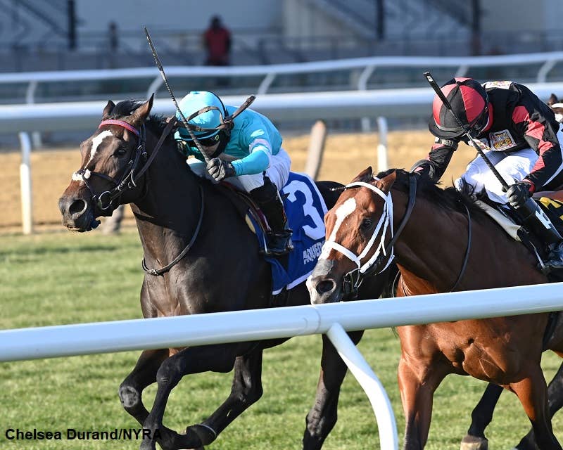 Sy Dog Gets First Stakes Win In Central Park At Aqueduct - Paulick ...