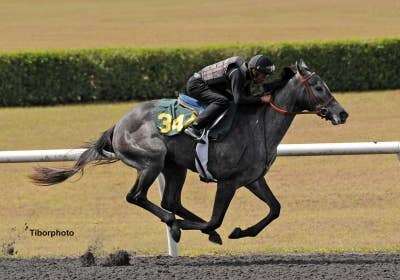 Neolithic Filly Fastest At Second OBS June Under Tack Session - Paulick ...