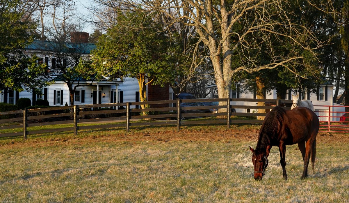 Thoroughbred Retirement Foundation, New York Breeders Expanding ...