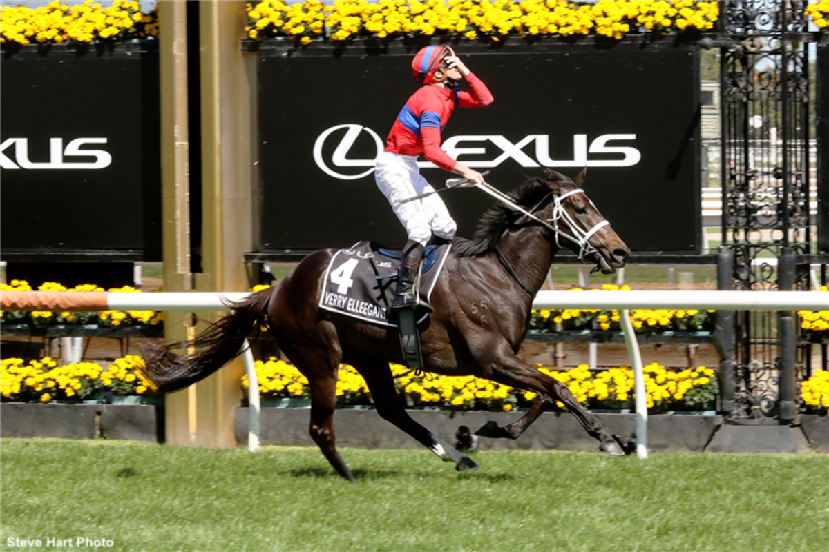 Verry Elleegant: 12.5 Percent Share Of Star Australian Racemare Up For ...