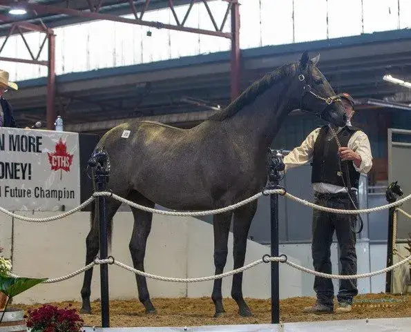 Catalog For 2024 CTHS British Columbia Yearling, Mixed Sale Now Online ...