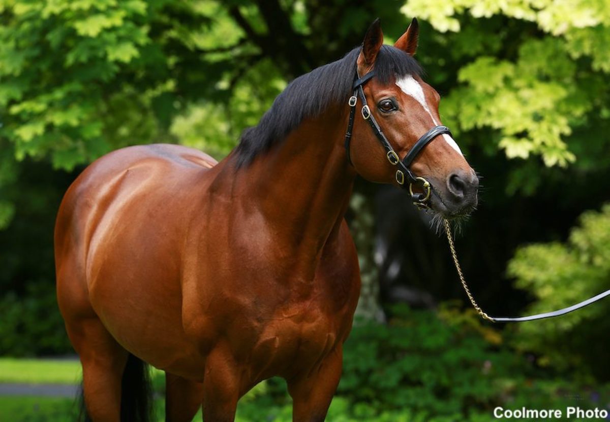 Bloodlines Presented By Walmac Farm: Galileo Reaches A New Peak ...