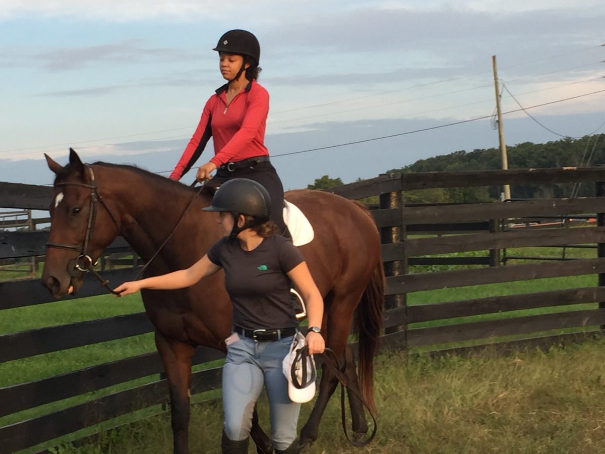 Thoroughbred Makeover Diaries Presented By Excel Equine: The Next ...