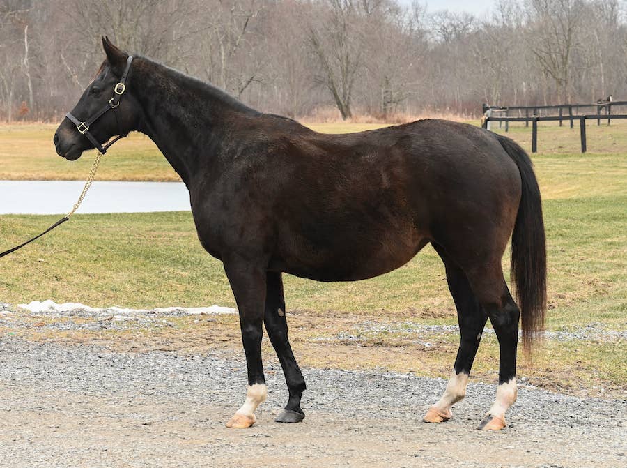 Mare In Foal To American Pharoah Featured In Wanamaker’s January Sale ...