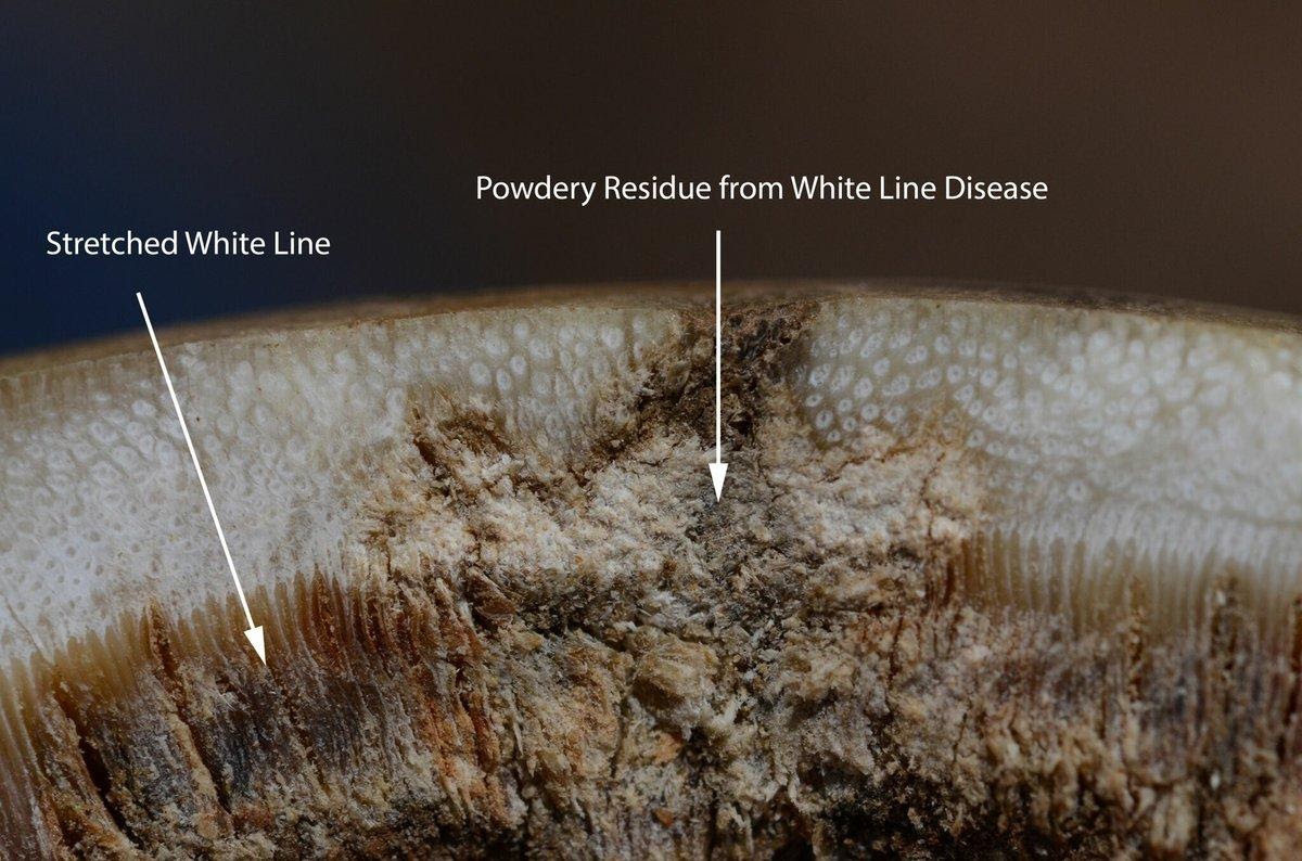 White Line Disease