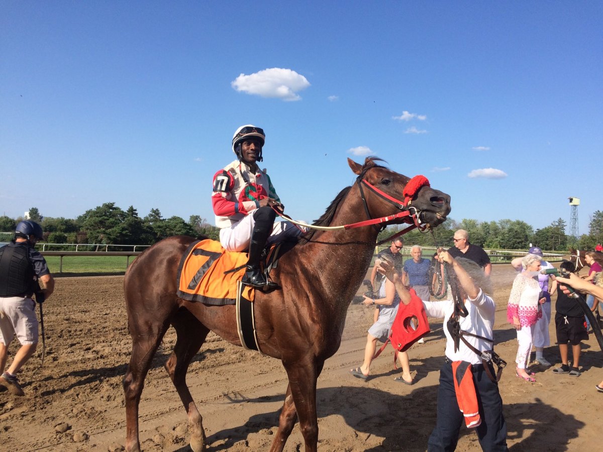 Sinkhole Horse Mr. Changue Retired, Seeking New Career - Paulick Report ...