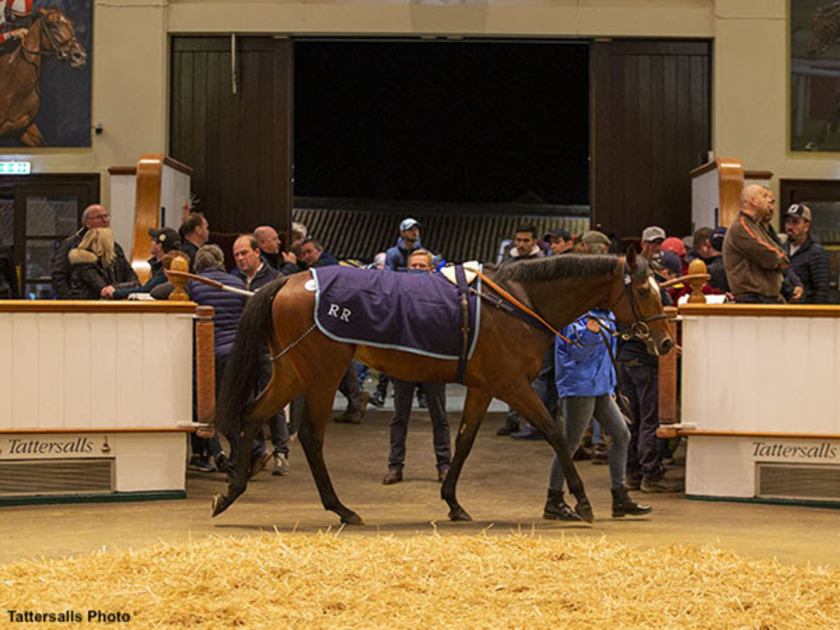 Grocer Jack, Hannibal Barca Lead Tattersalls Autumn Horses In Training ...