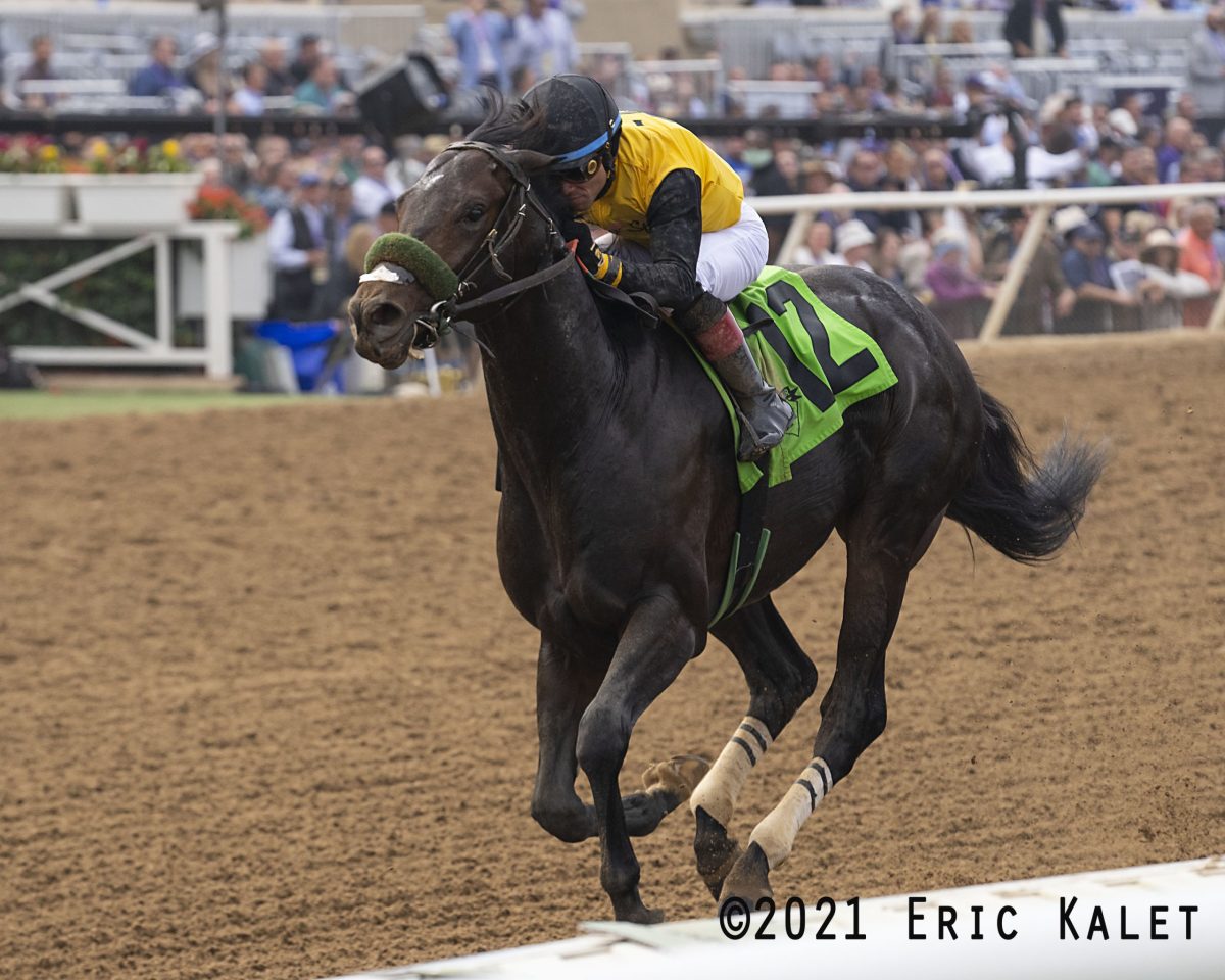 California-Bred Champion Finneus Retired, To Stand At Lovacres Ranch ...