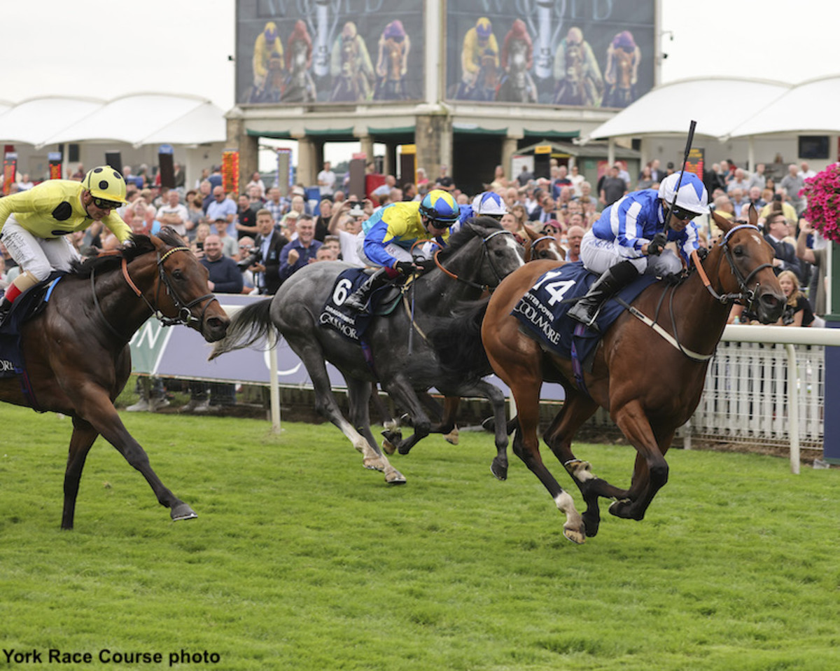 Nunthorpe To Winter Power; Golden Pal Wilts After Setting Fast Pace ...