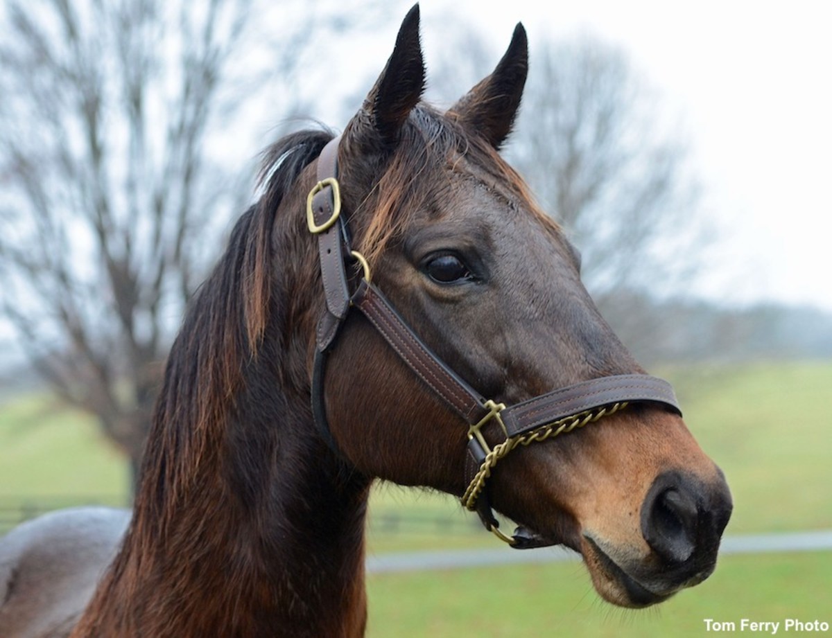 Champion Caressing, Dam Of Champion West Coast, Dies At Age 23 ...