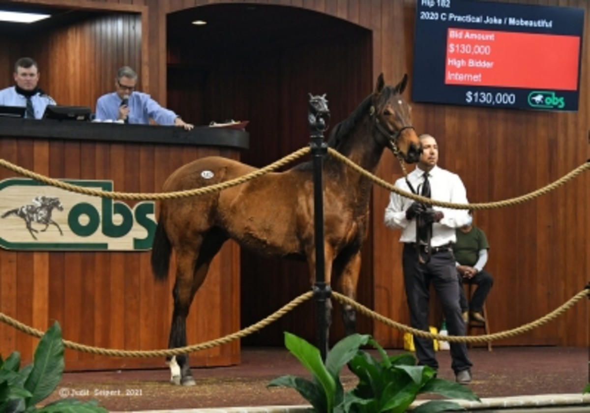 Bear Brian Tops OBS Winter Mixed Sale’s Opening Session - Paulick ...