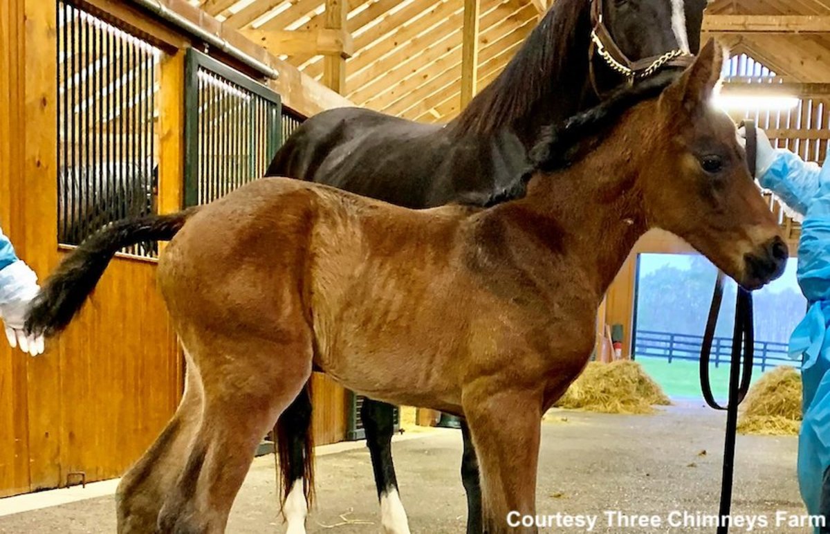 Miss Always Ready Delivers Palace Malice Filly At Three Chimneys Farm ...