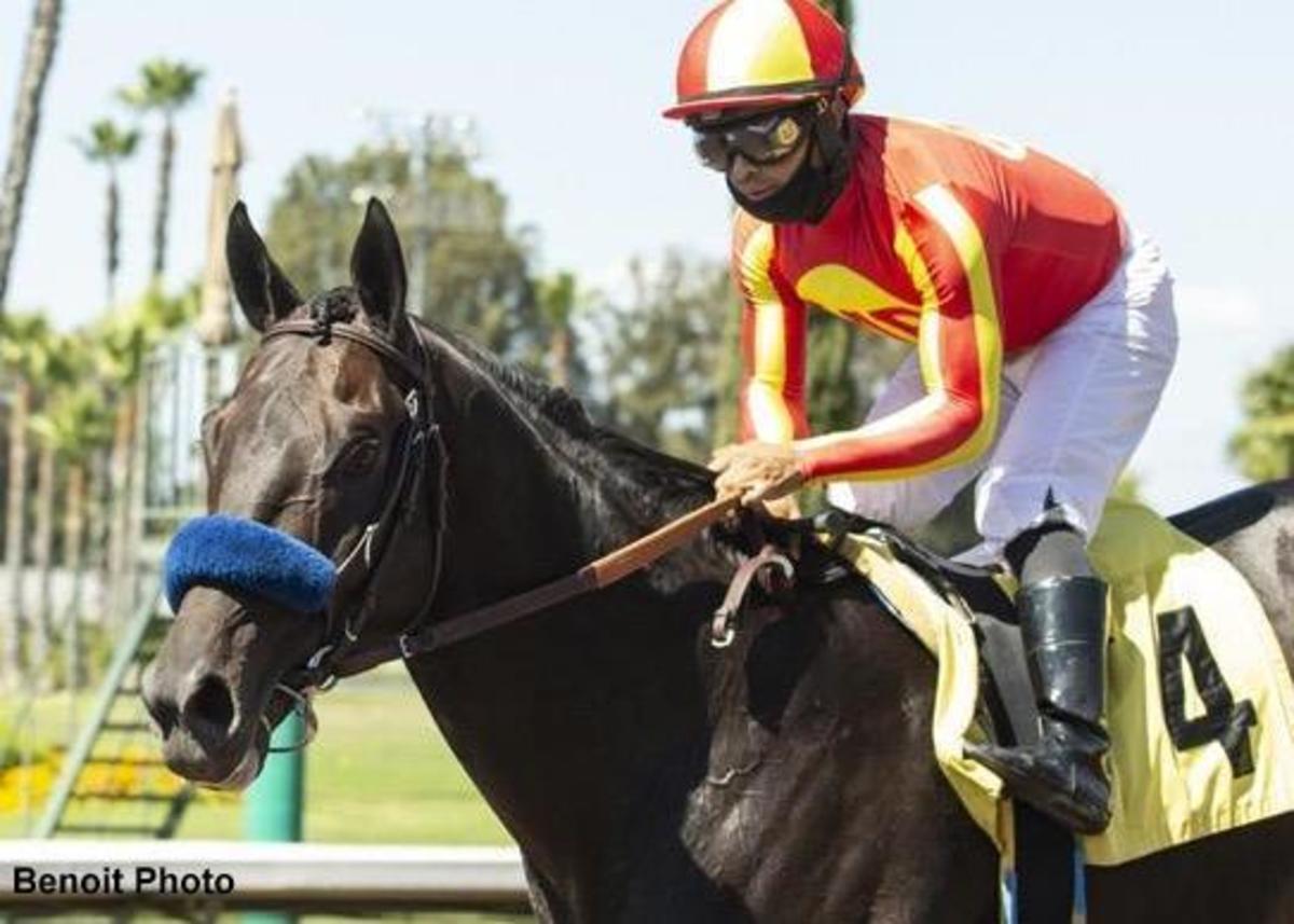 Grade 3 Winner Uncle Chuck Retired To Journeyman Stud In Florida ...