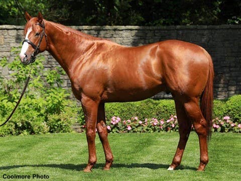 Coolmore To Auction Season To Justify For Kentucky Tornado Relief ...