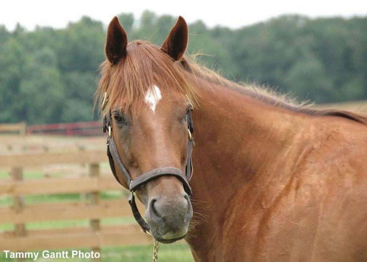 Retired Preakness Runner Hemingway’s Key Remains in Good Company ...
