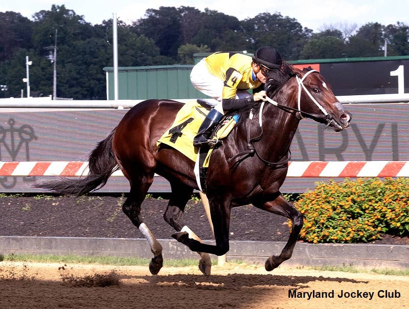 Jaxon Traveler Wins Star De Naskra At Pimlico - Paulick Report | Latest ...