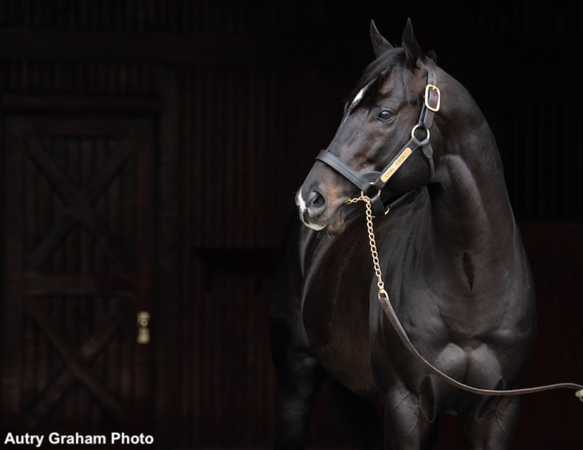 'She’s Going To Be A Knockout Yearling': First Foal Is A Filly For ...