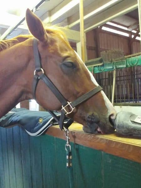 Sedation And Safety: When Is A Horse Sober Enough To Go Out? - Paulick ...