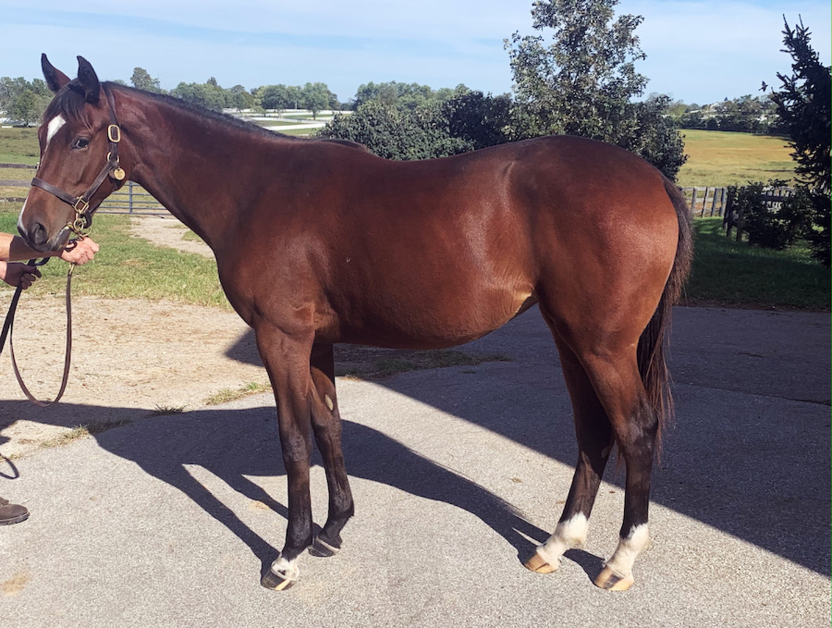 Indiana Yearling Spotlight Presented By Indiana Thoroughbred Alliance ...