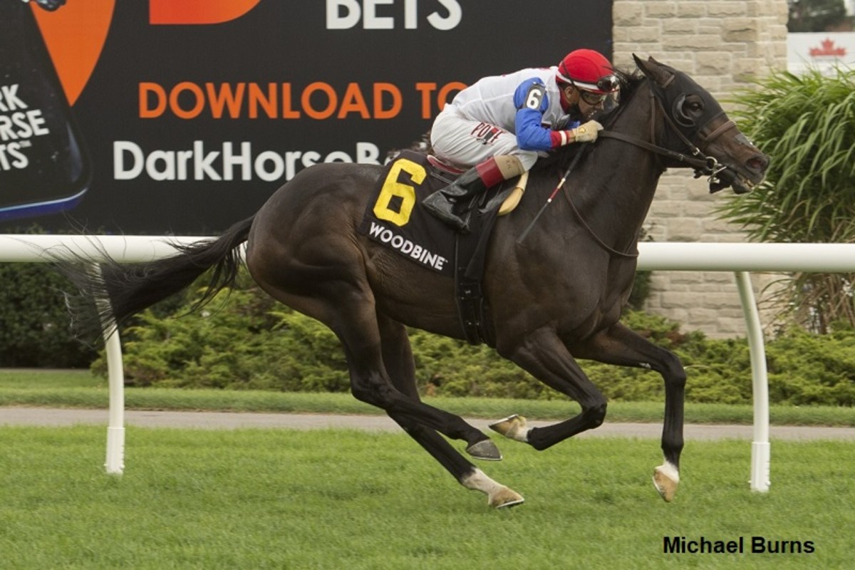 Not So Quiet Repeats In Vice Regent Stakes At Woodbine - Paulick Report ...